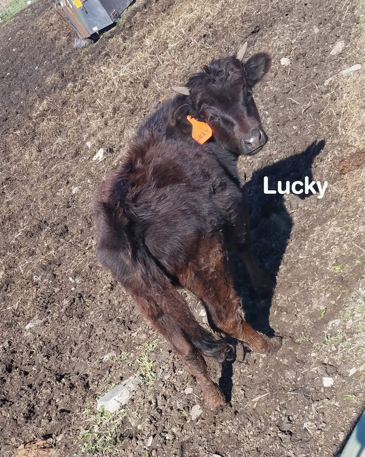 Traditional Irish Dexter Cattle – M.Y. Farm